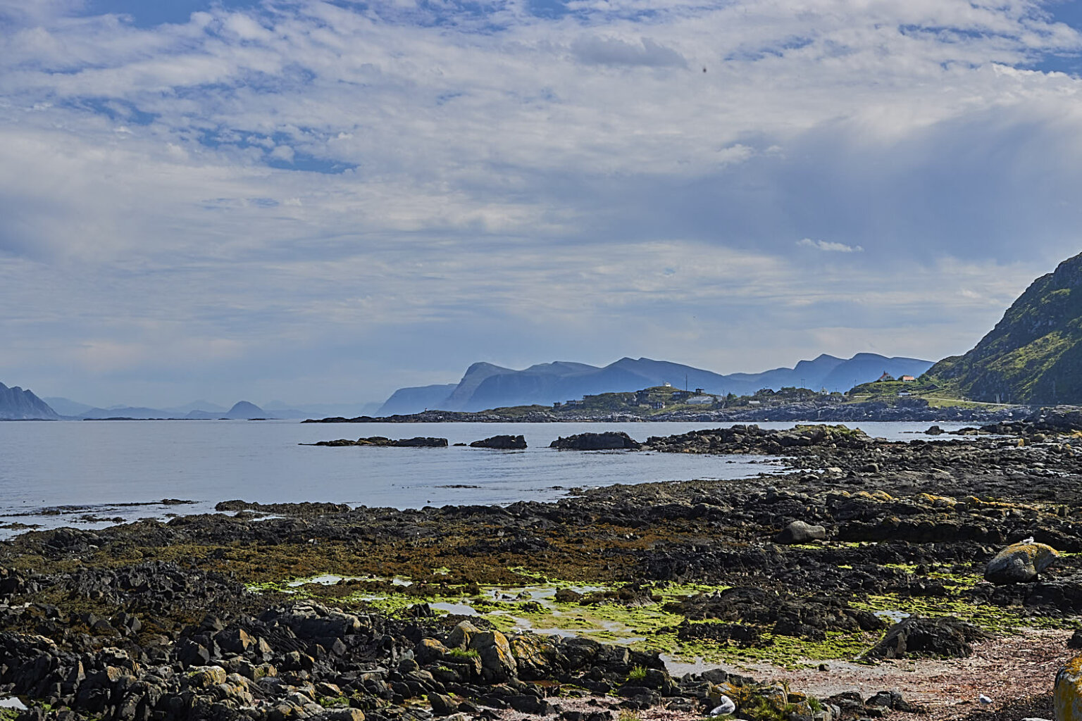 Papageientaucher auf der Insel Runde in Norwegen
