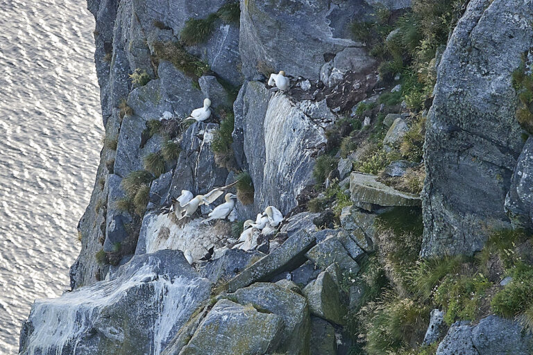 Papageientaucher auf der Insel Runde in Norwegen